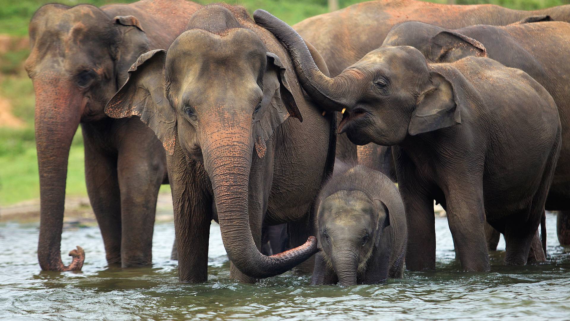 PC wallpaper with animals of India - cedobirding.com